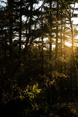A slice of PNW Paradise - Nelson Treehouse