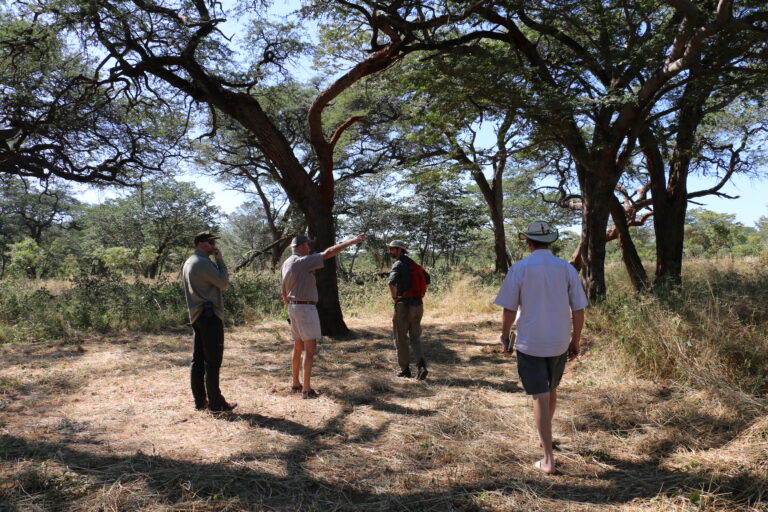 Tum Tum Treehouse Lodge: Building a Safari Lodge in Zimbabwe - Nelson ...