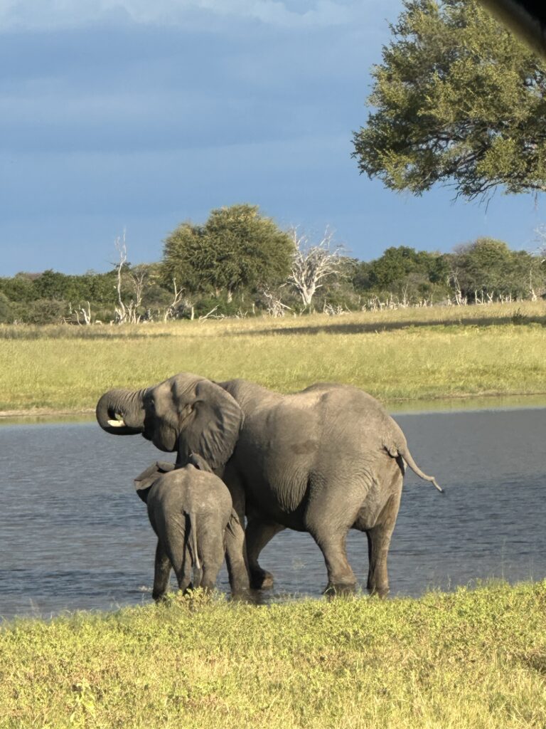 Tum Tum Treehouse Lodge: Building a Safari Lodge in Zimbabwe - Nelson ...