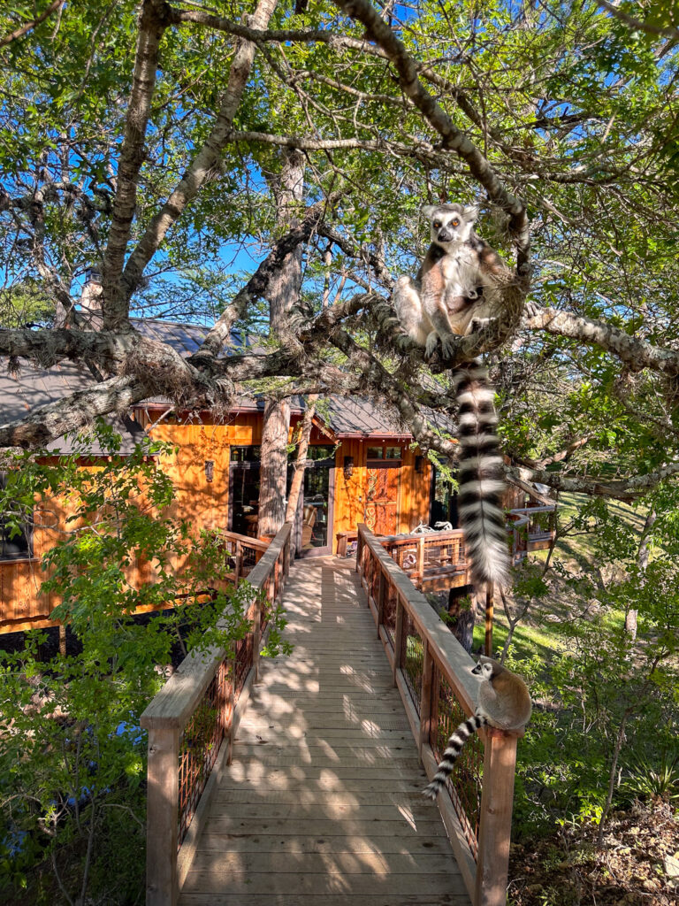 Explore Cypress Mansion: Our Biggest Treehouse Ever Built - Nelson ...